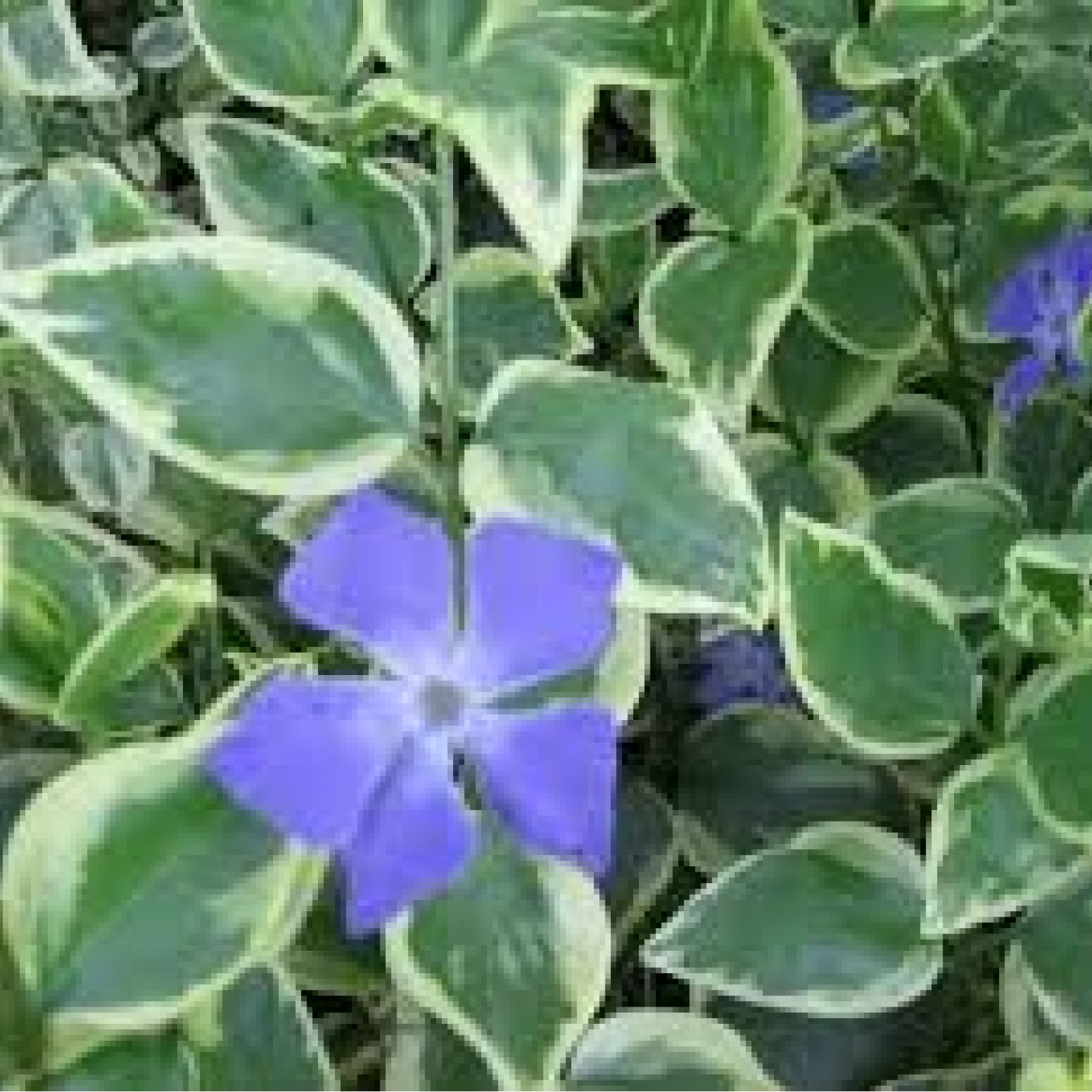 Vinca major "Variegata" - Rasadnik „Jelena”