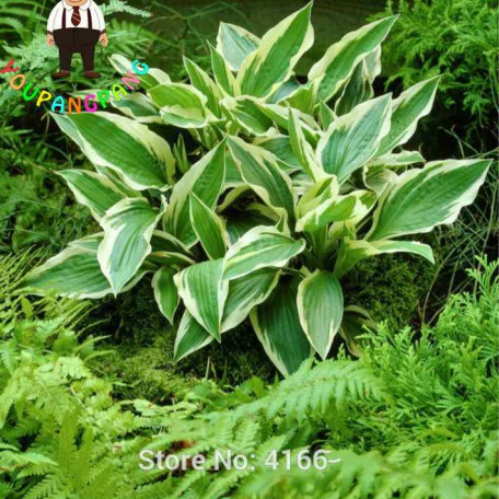 Hoste - Rasadnik „Jelena”