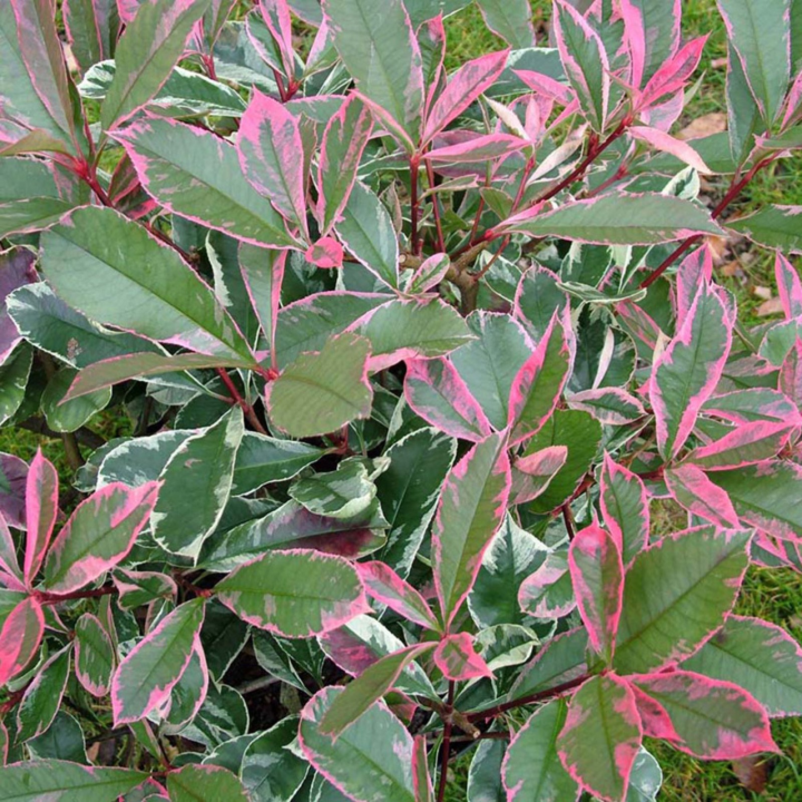 Photinia "Pink Marble" - Rasadnik „Jelena”