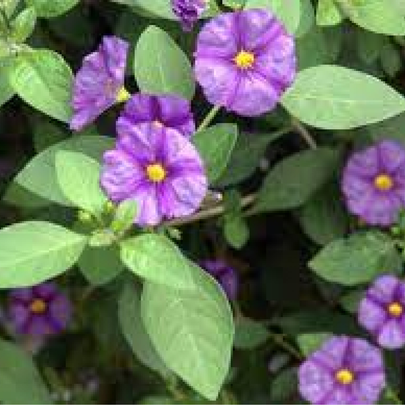Solanum rantonnetti 'Royal Robe' - Rasadnik „Jelena”
