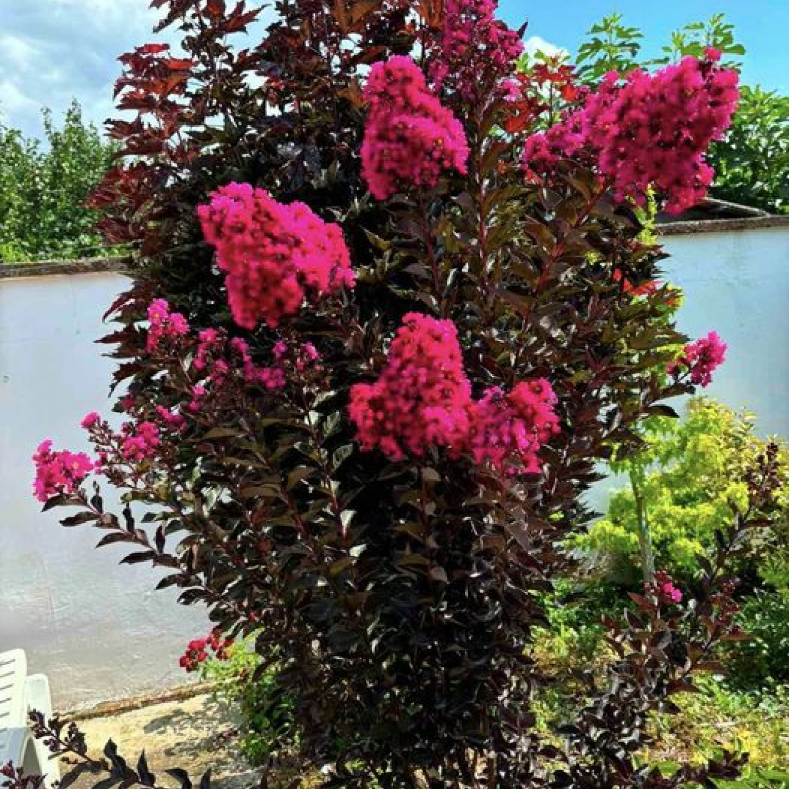Lagerstroemia “Black Diamond” - Rasadnik „Jelena”