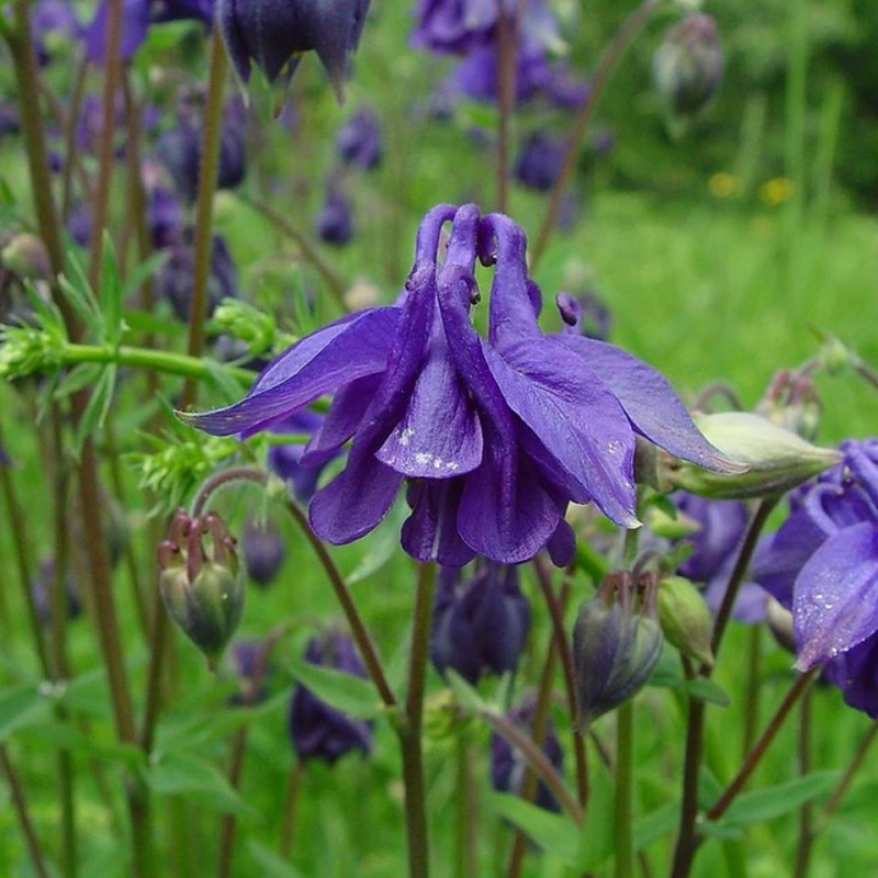Aquilegia - mini - Rasadnik „Jelena”