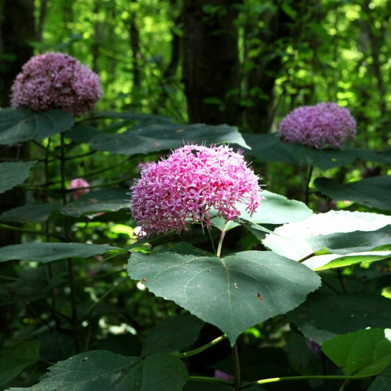 Clerodendron bungei “Mexican Hydrangea” - Rasadnik „Jelena”
