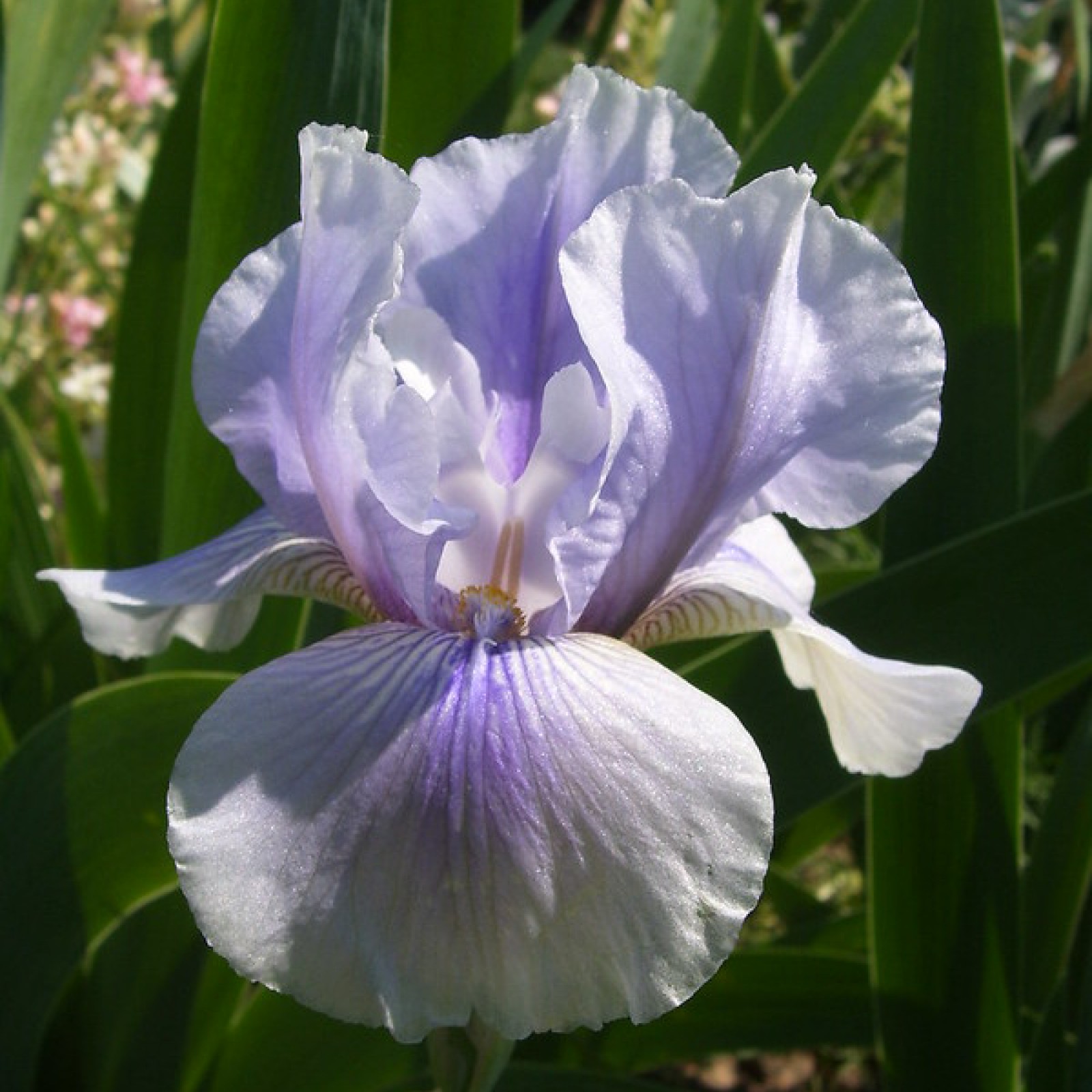 MIni iris svetlo plavi - Rasadnik „Jelena”