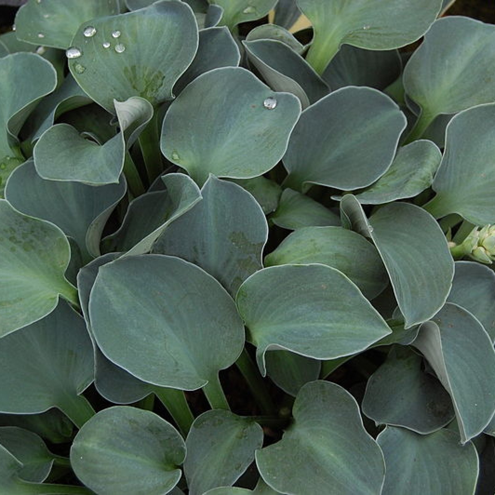 Hosta Blue Mouse Ears - Rasadnik „Jelena”
