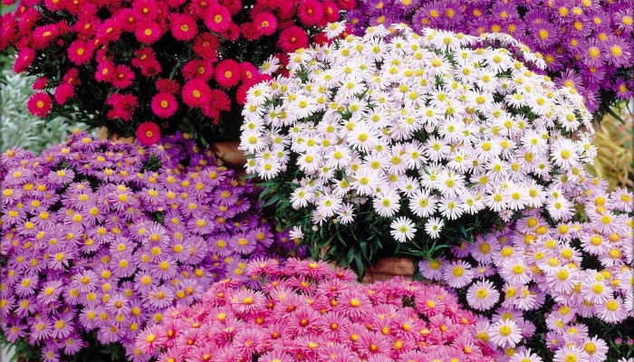 Asteri - Rasadnik „Jelena”