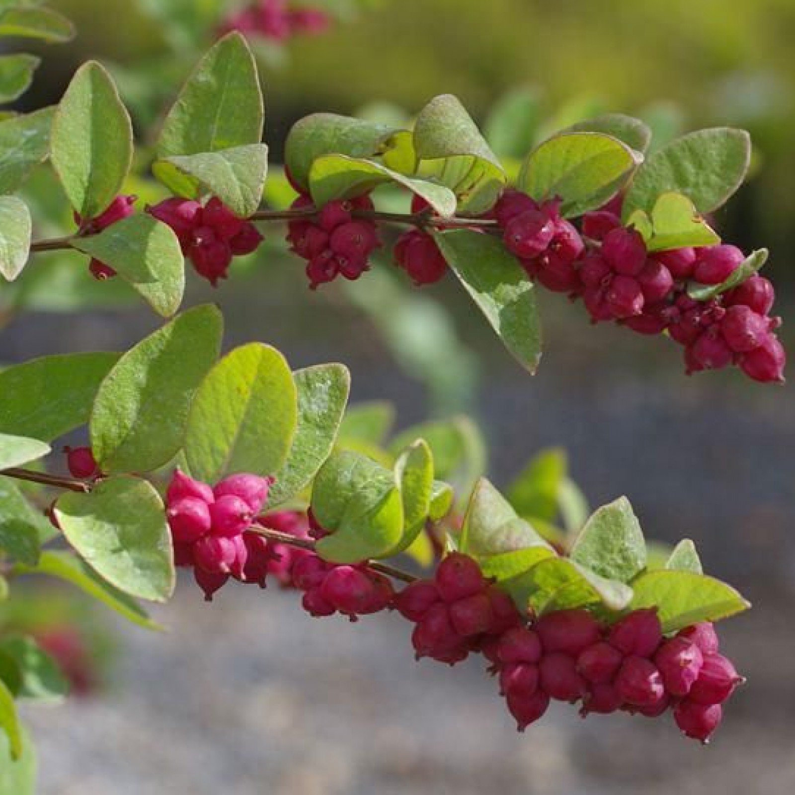 Symphoricarpus orbiculatus - Rasadnik „Jelena”