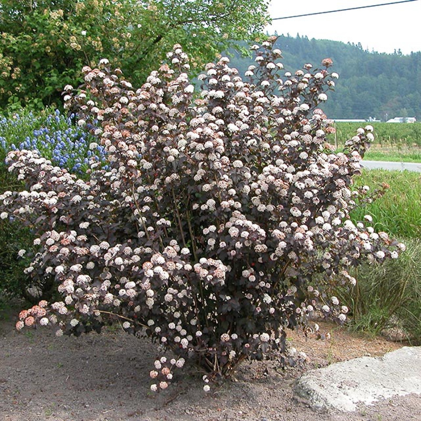 PHYSOCARPUS OPULIFOLIUS - Rasadnik „Jelena”