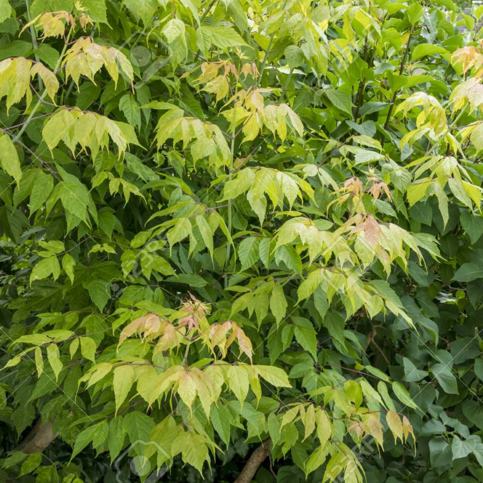 Acer negundo - Rasadnik „Jelena”