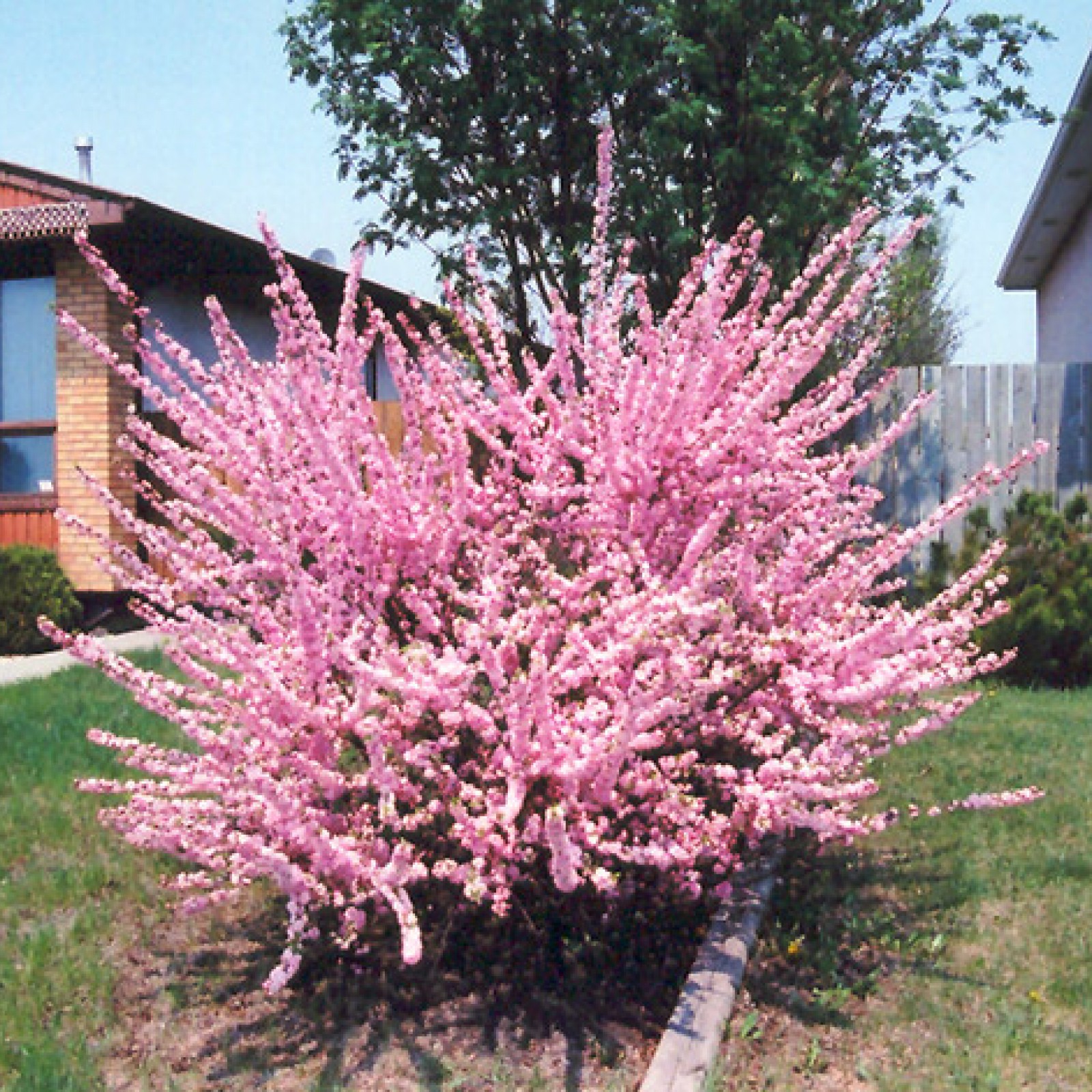 Prunus triloba - Rasadnik „Jelena”
