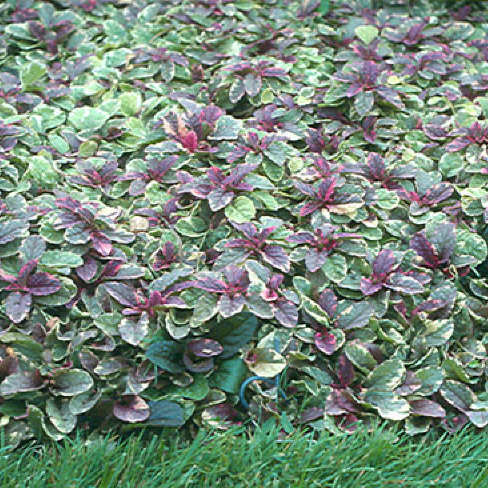 AJUGA REPTANS „BURGUNDY GLOW“ - Rasadnik „Jelena”