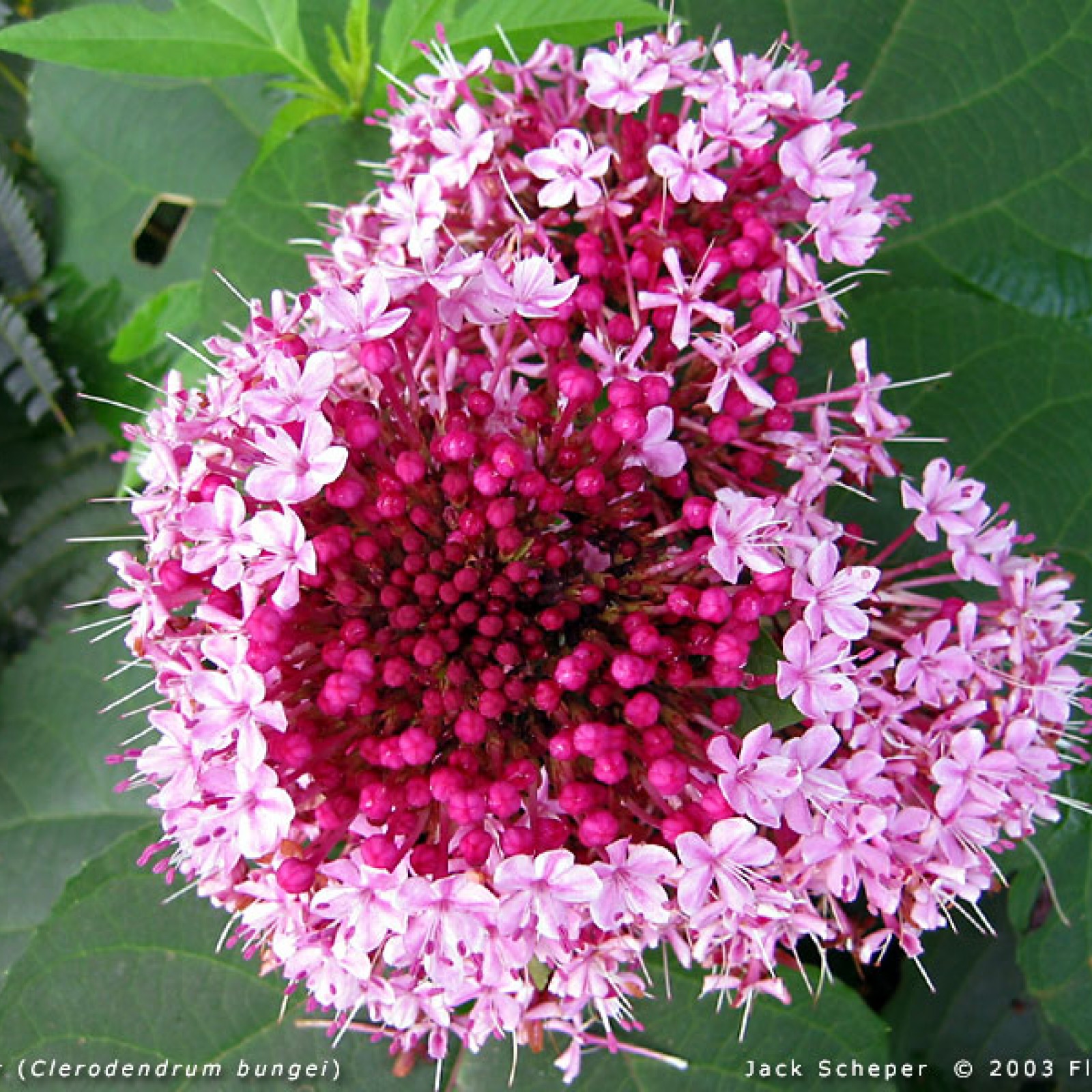 Clerodendron bungei “Mexican Hydrangea” - Rasadnik „Jelena”