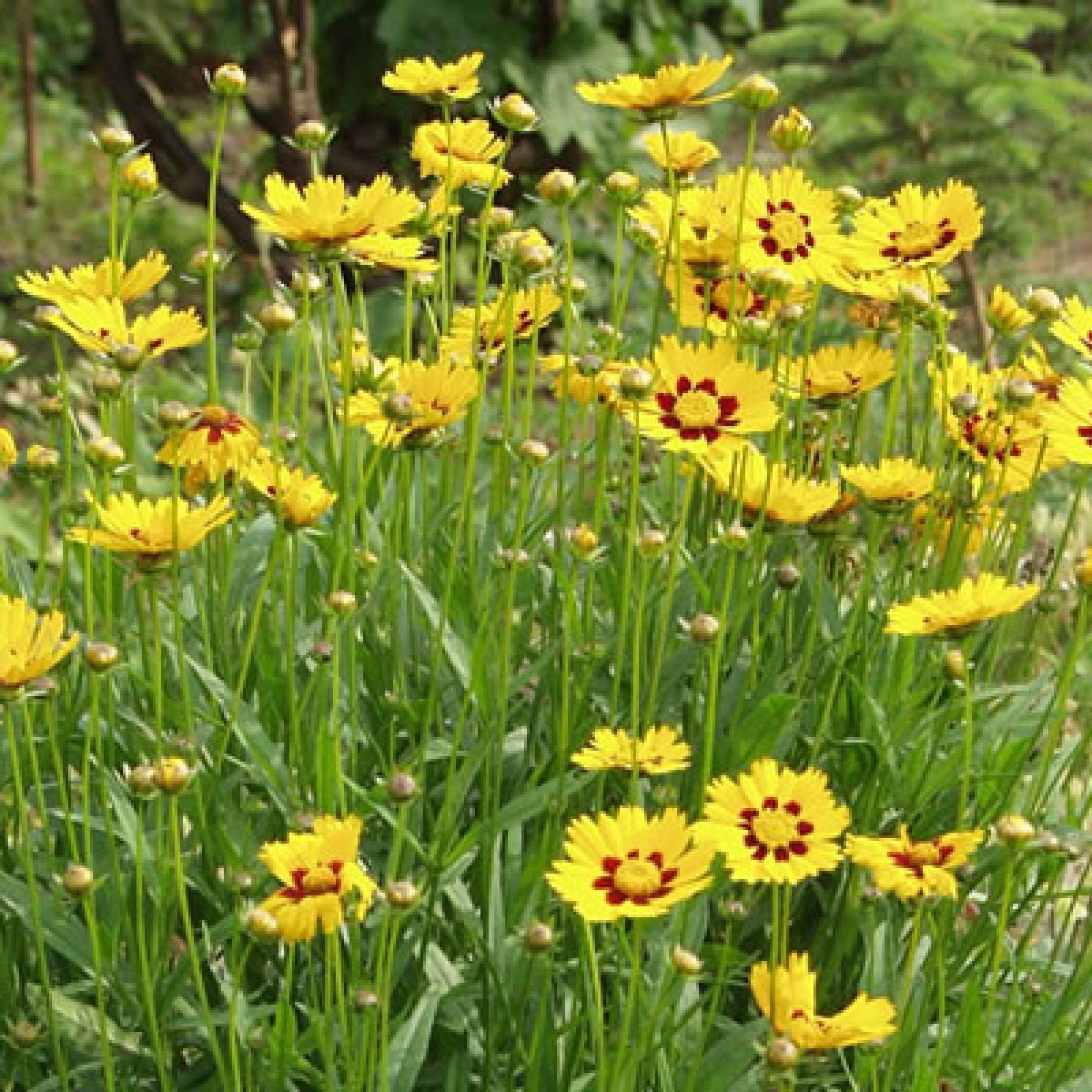 Coreopsis lanceolata “Sterntaler” - Rasadnik „Jelena”
