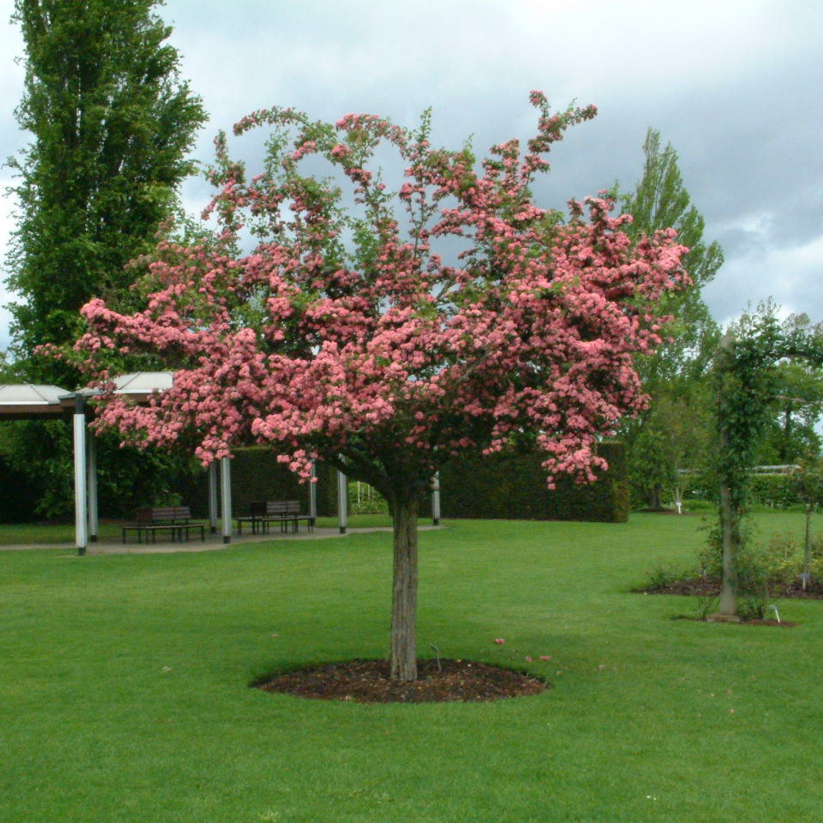 Crataegus Rosea Flore Pleno - Rasadnik „Jelena”