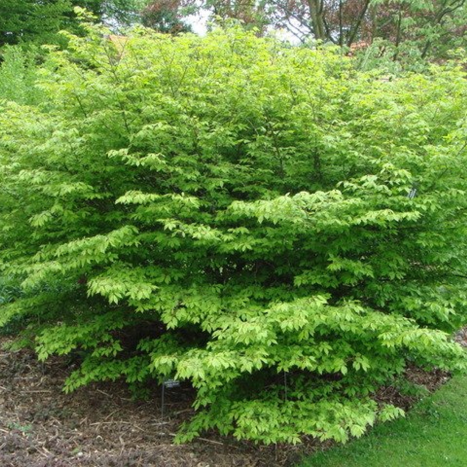 Euonymus Alatus Compactus