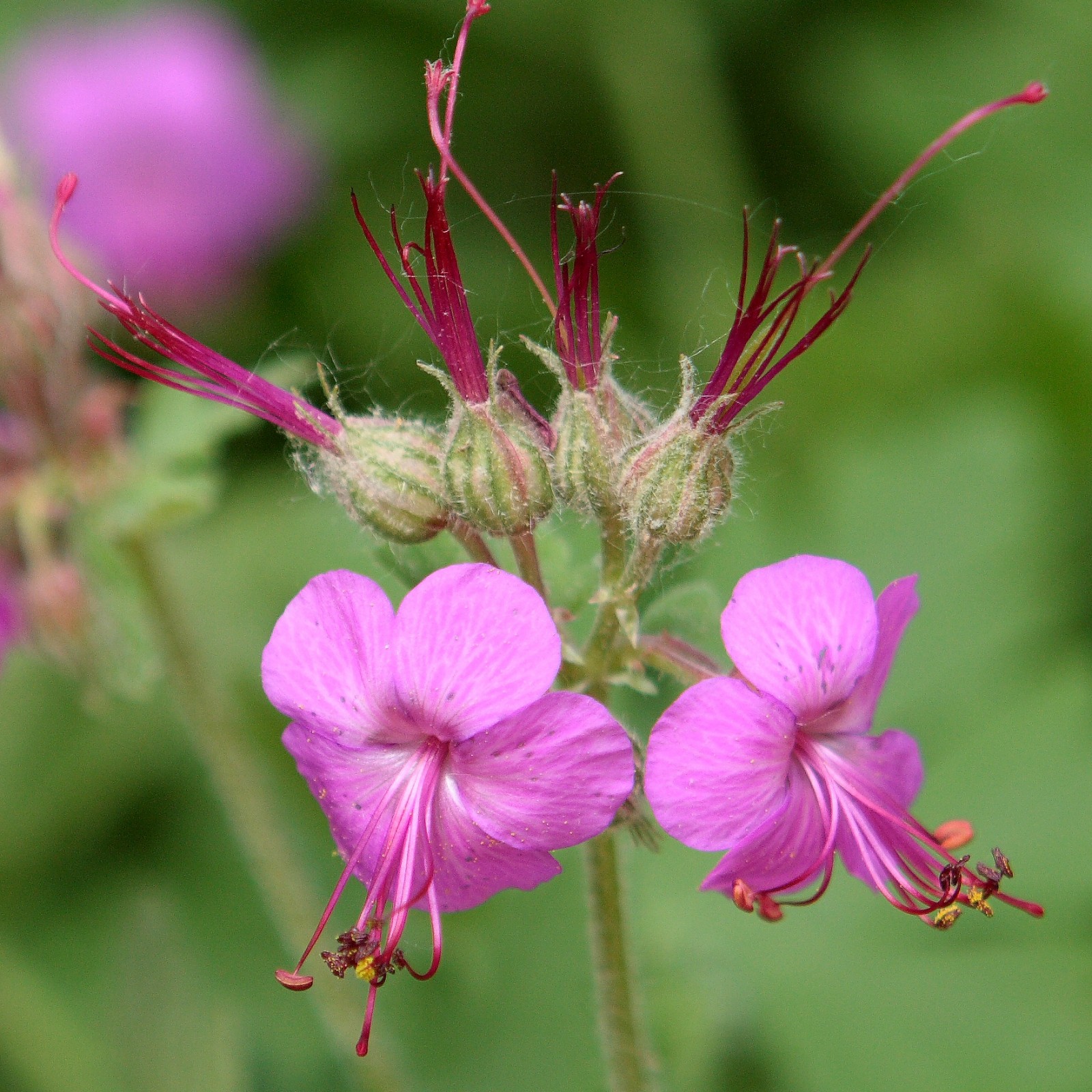 Geranium macrorrhizum - Rasadnik „Jelena”
