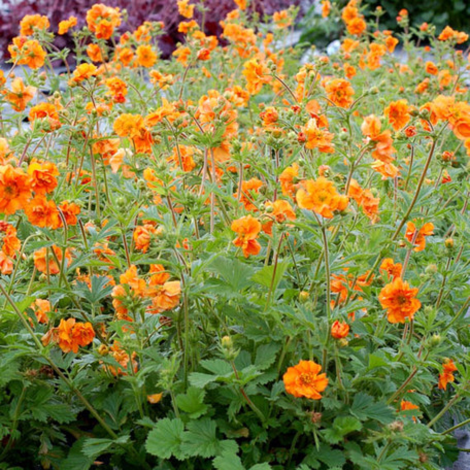 GEUM COCCINEUM - Rasadnik „Jelena”