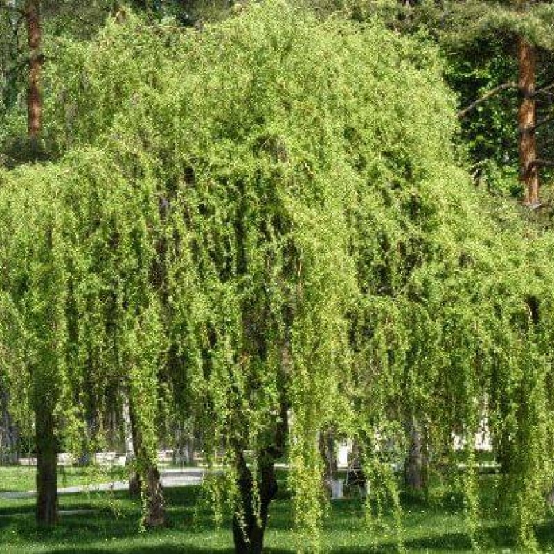 Salix Matsudana Tortuosa) - Rasadnik „Jelena”