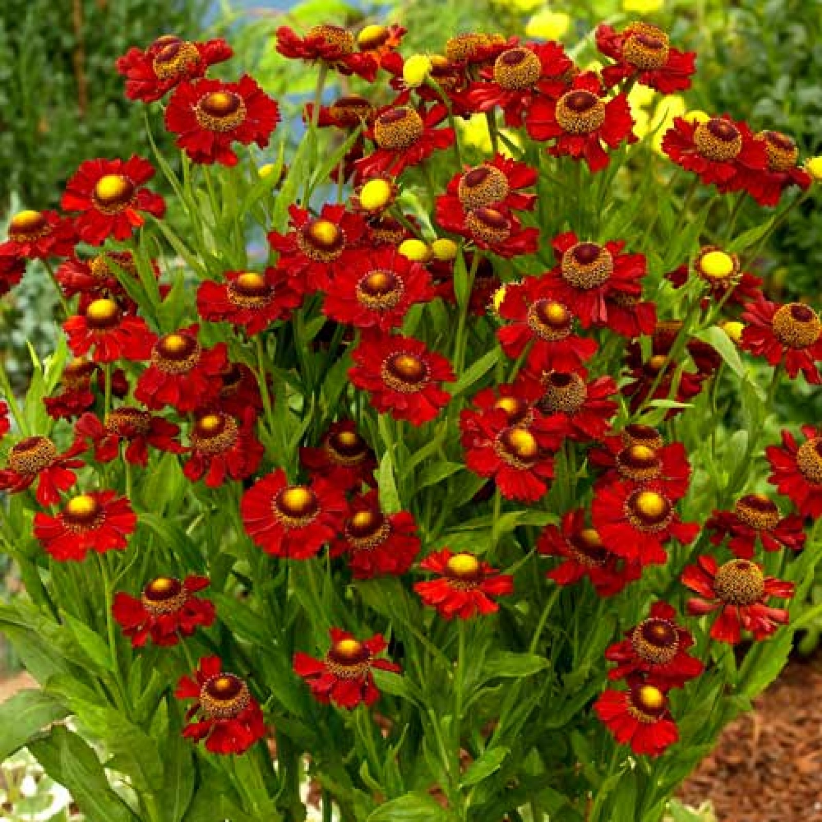 Helenium " Ruby" - Rasadnik „Jelena”