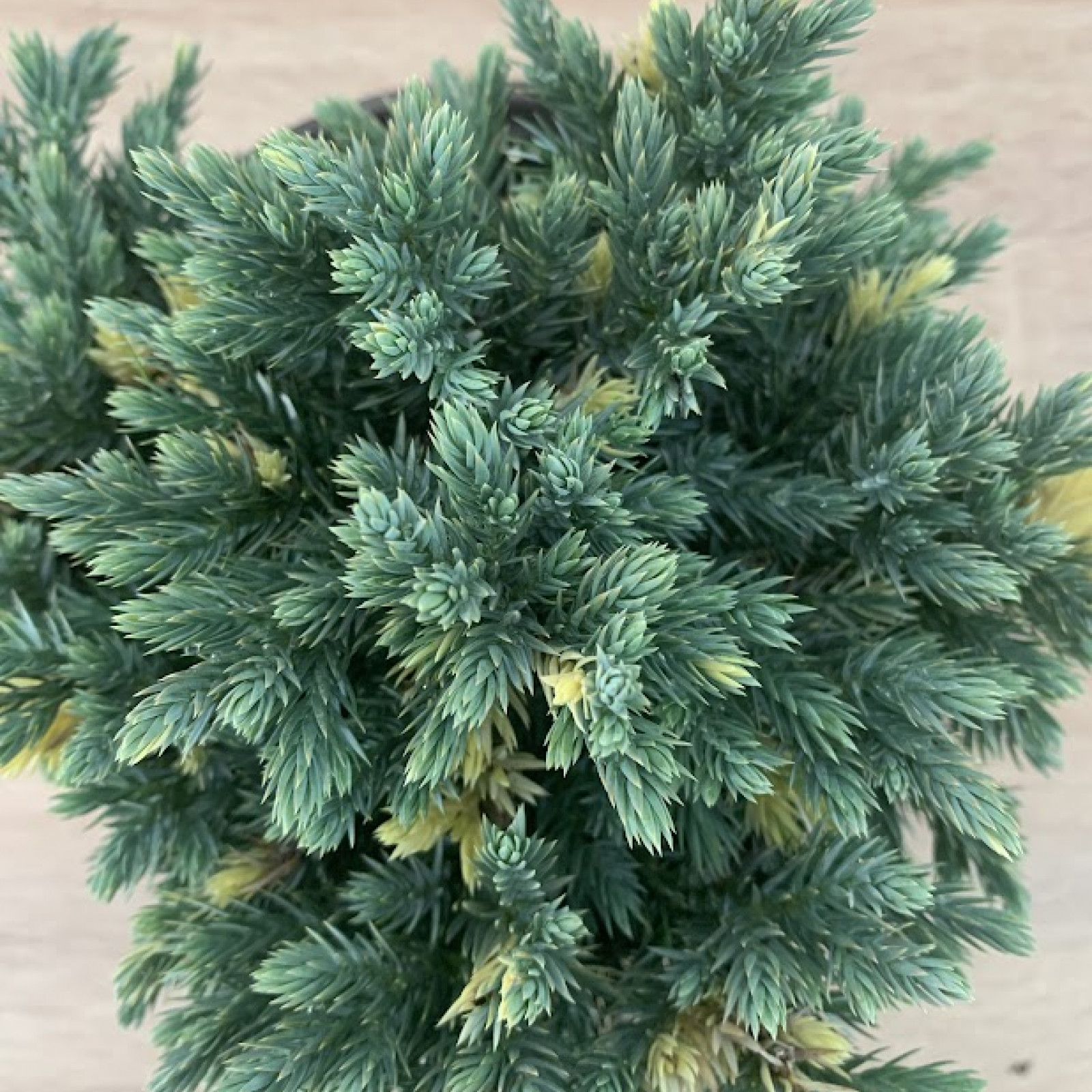 Juniperus squamata "Floriant" - Rasadnik „Jelena”