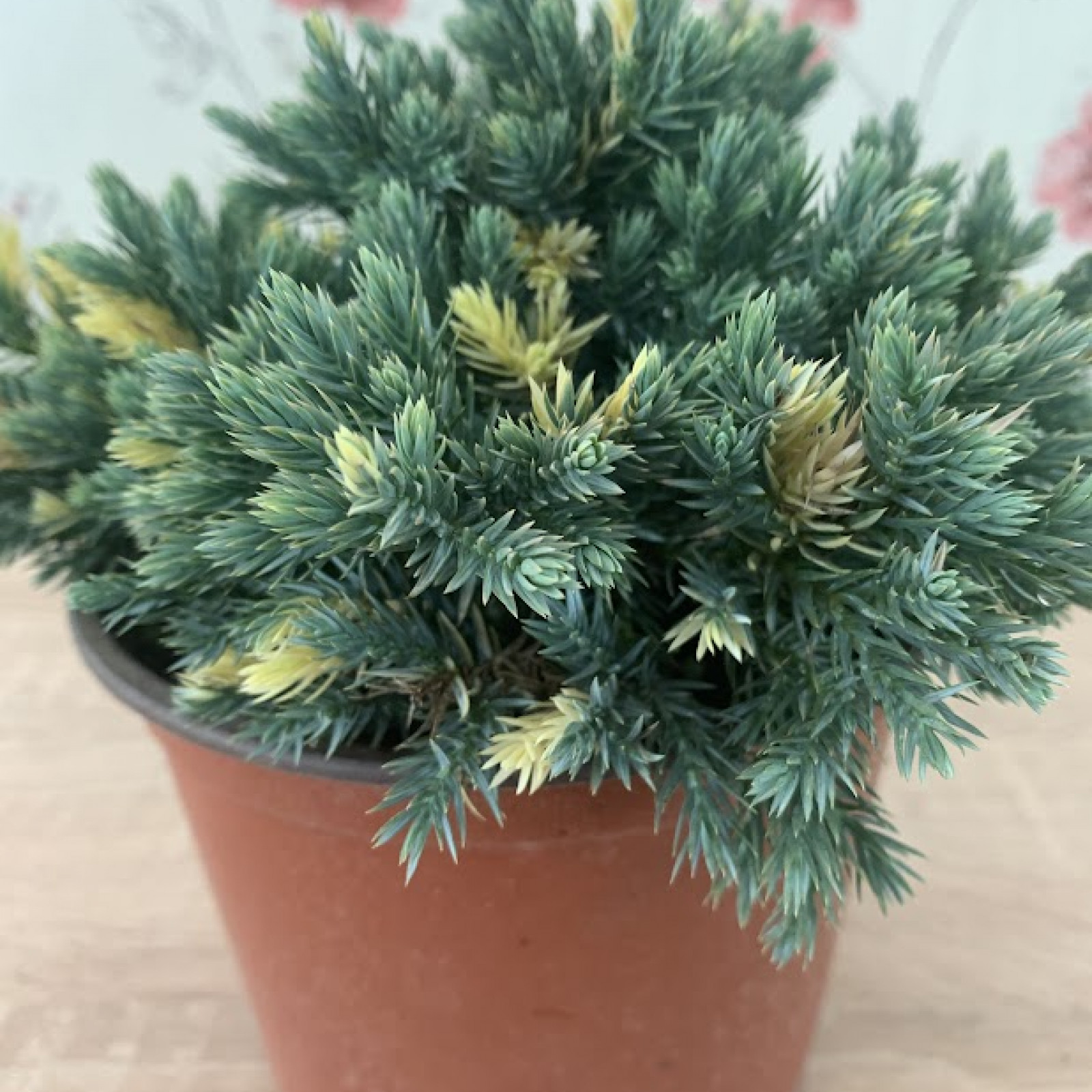 Juniperus squamata "Floriant" - Rasadnik „Jelena”