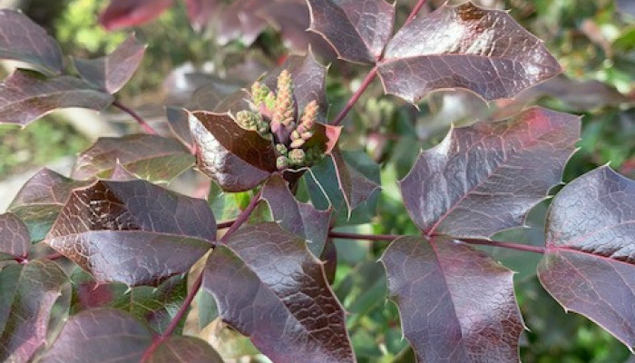 Rasadnik „Jelena”