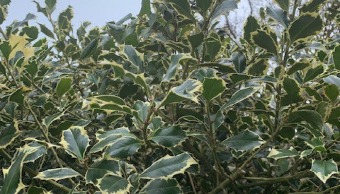 Rasadnik „Jelena”