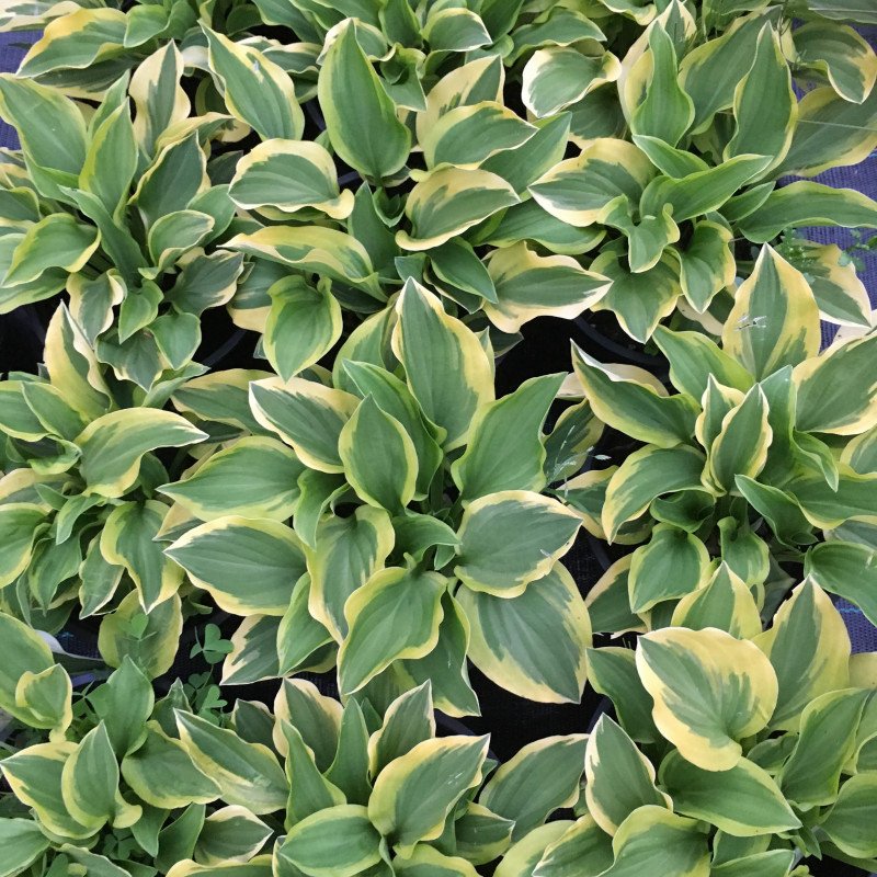 Hosta "Wolverine" - Rasadnik „Jelena”