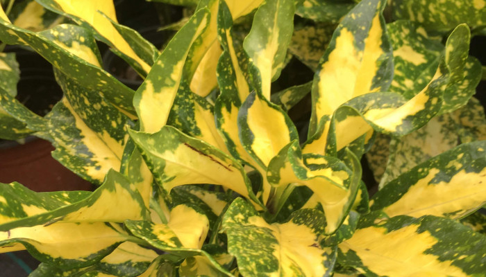 Zbunovi za senovita mesta 1 deo - Rasadnik „Jelena”