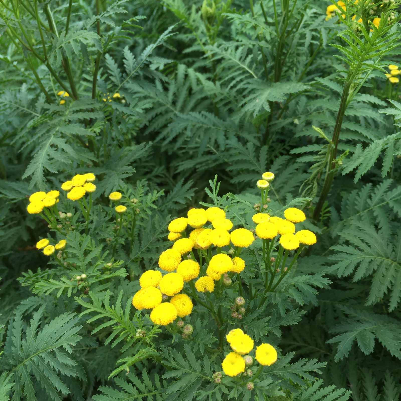 Tanacetum vulgare - Rasadnik „Jelena”