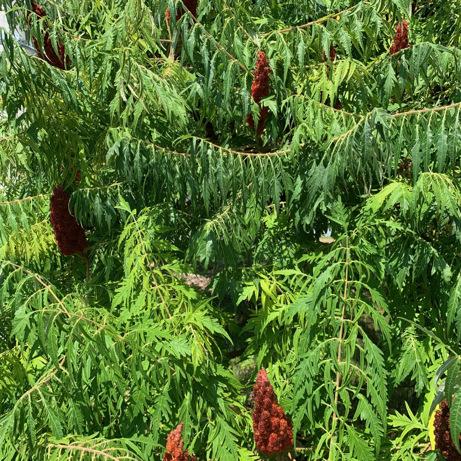 Rhus Typhina "Dissecta" - Rasadnik „Jelena”