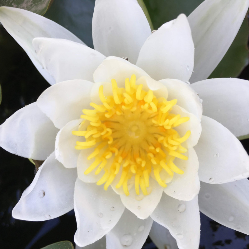 Nymphaea alba - Rasadnik „Jelena”