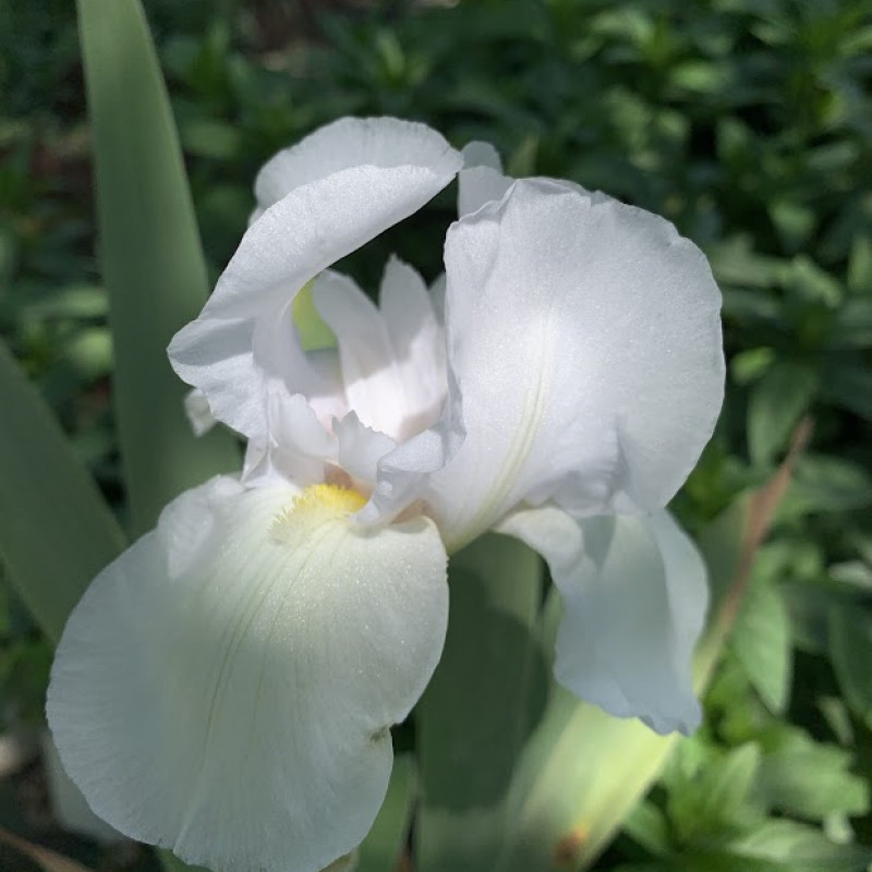 Iris beli krupan cvet - Rasadnik „Jelena”