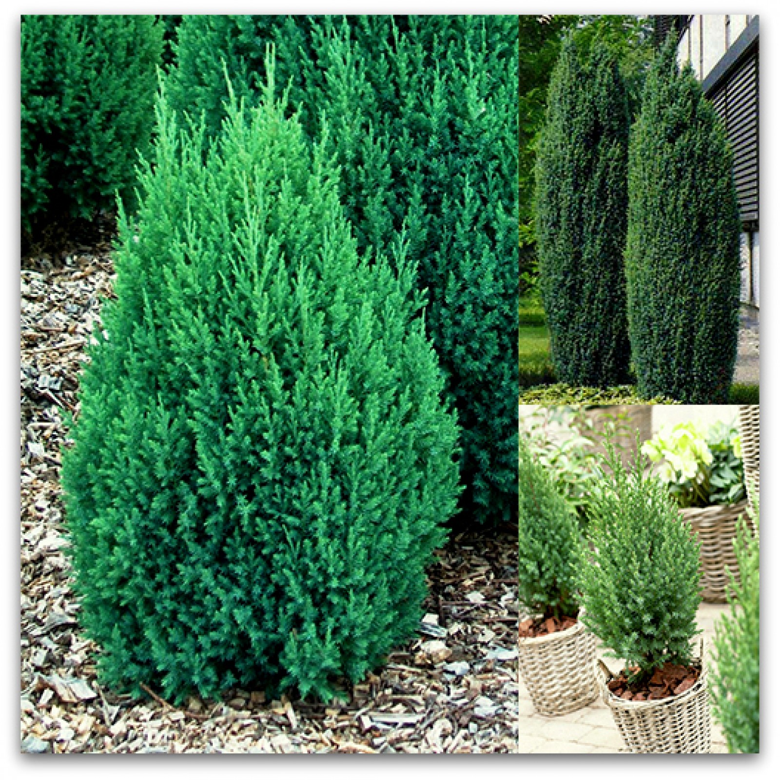 Juniperus Chinensis Stricta - Rasadnik „Jelena”