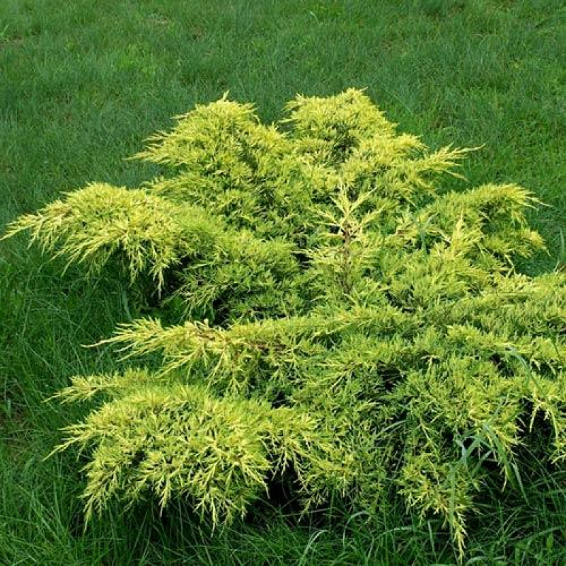 Juniperus "Gold Star" - Rasadnik „Jelena”