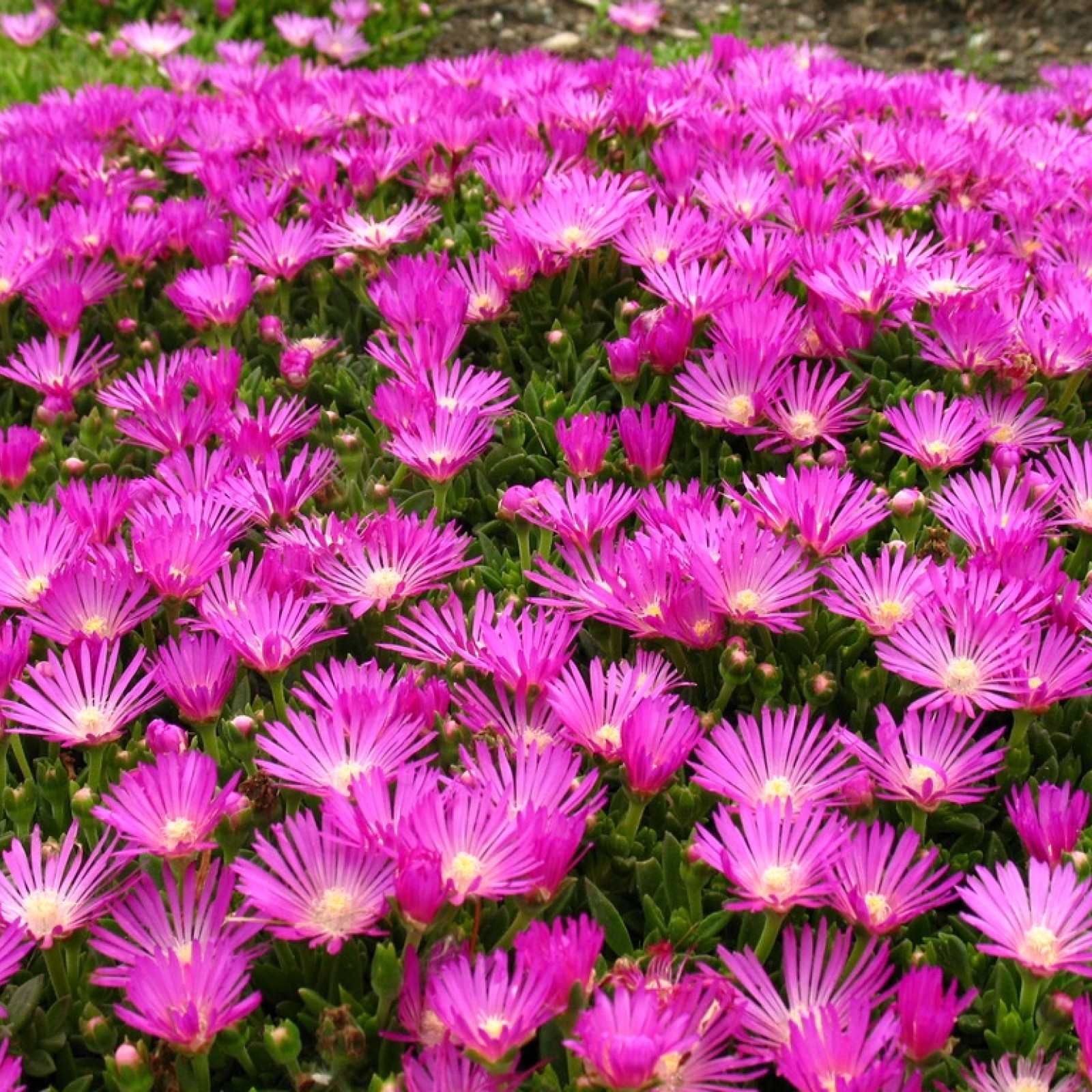 Delosperma "Cooperi" - Rasadnik „Jelena”