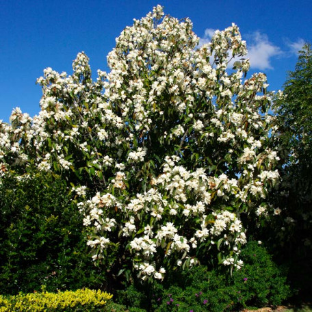 Magnolie - Rasadnik „Jelena”