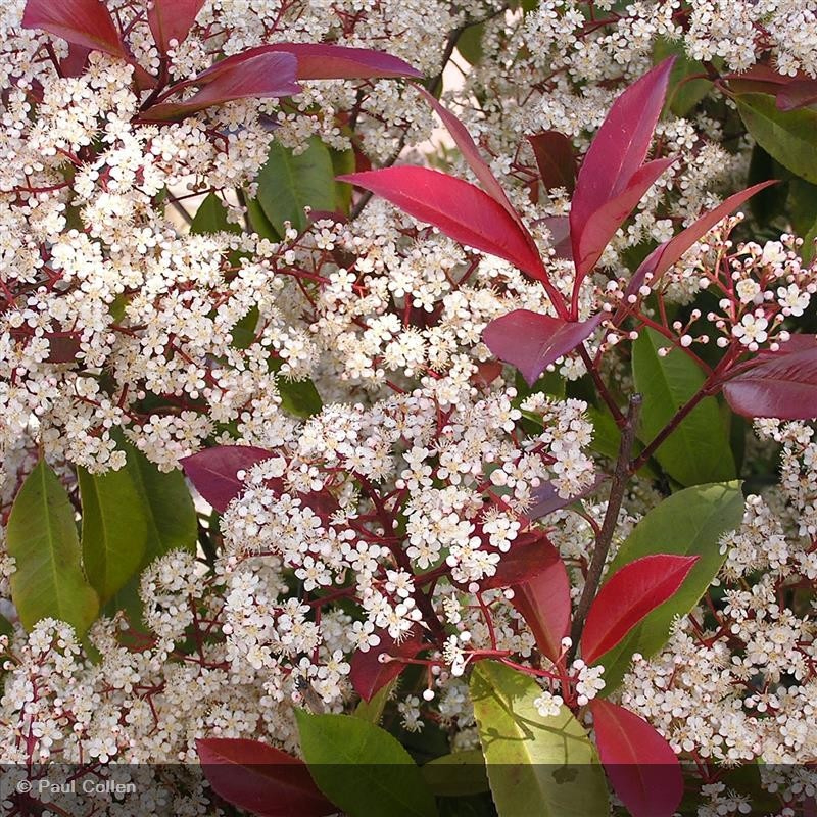 PHOTINIA FRASERI „RED ROBIN“ - Rasadnik „Jelena”
