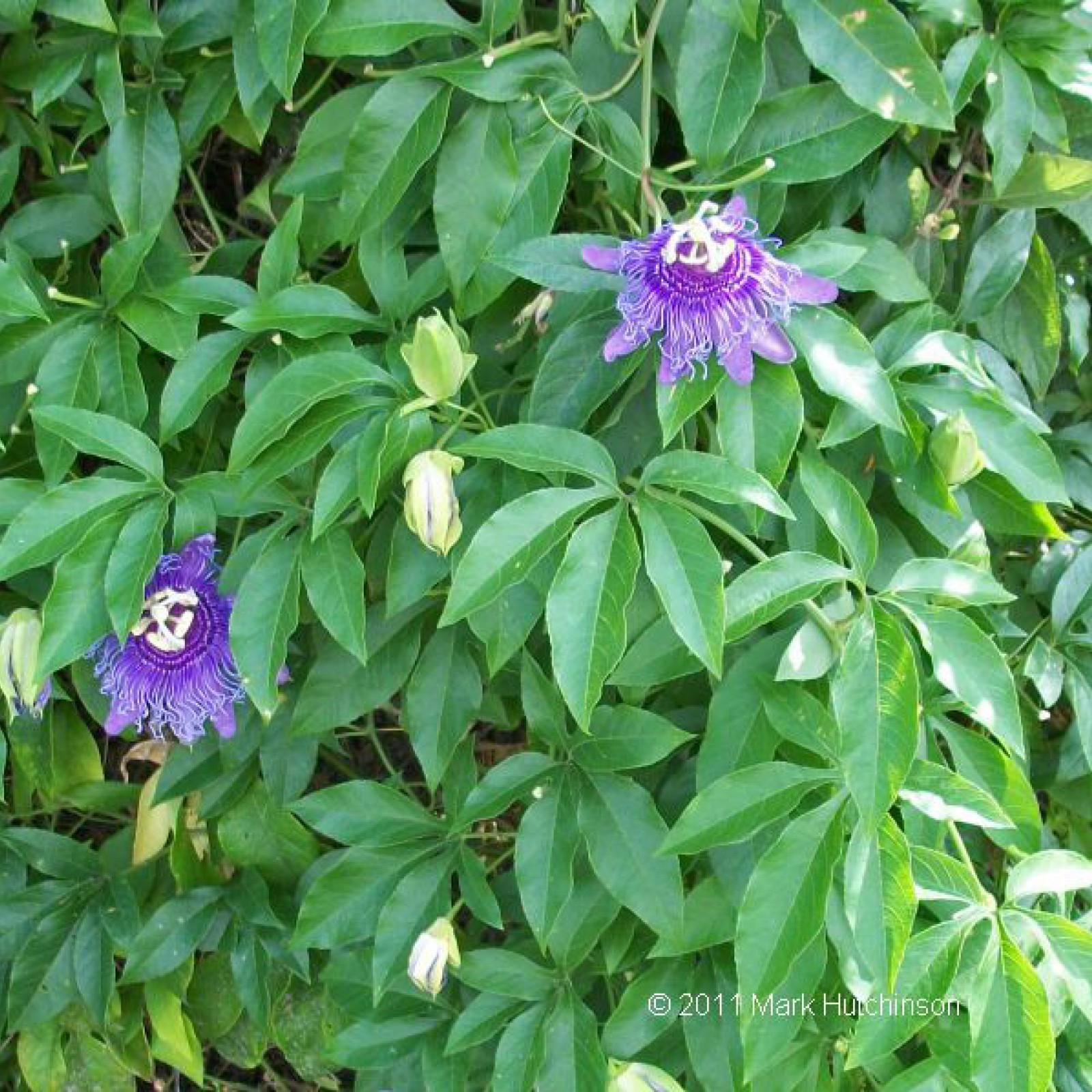 Passiflora incarnata - Rasadnik „Jelena”