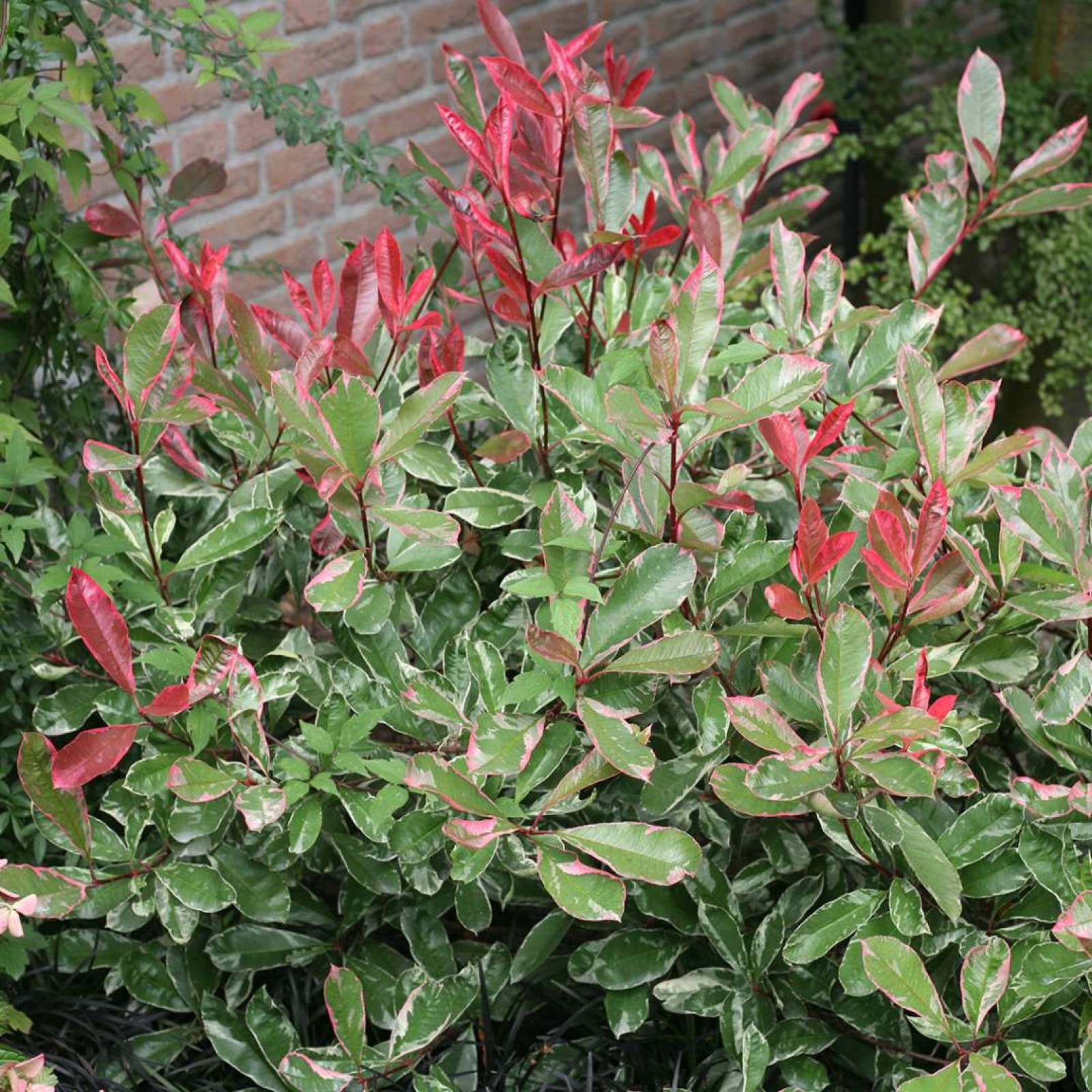 Photinia "Pink Marble" - Rasadnik „Jelena”
