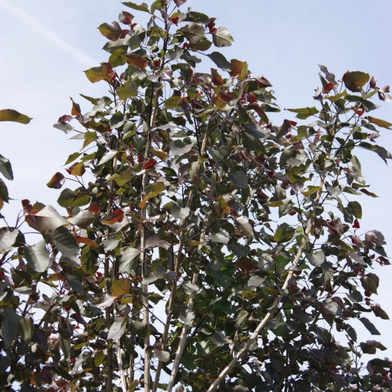Populus Deltoides Purple Tower Rasadnik Jelena Populus Deltoides Purple Tower Rasadnik Jelena