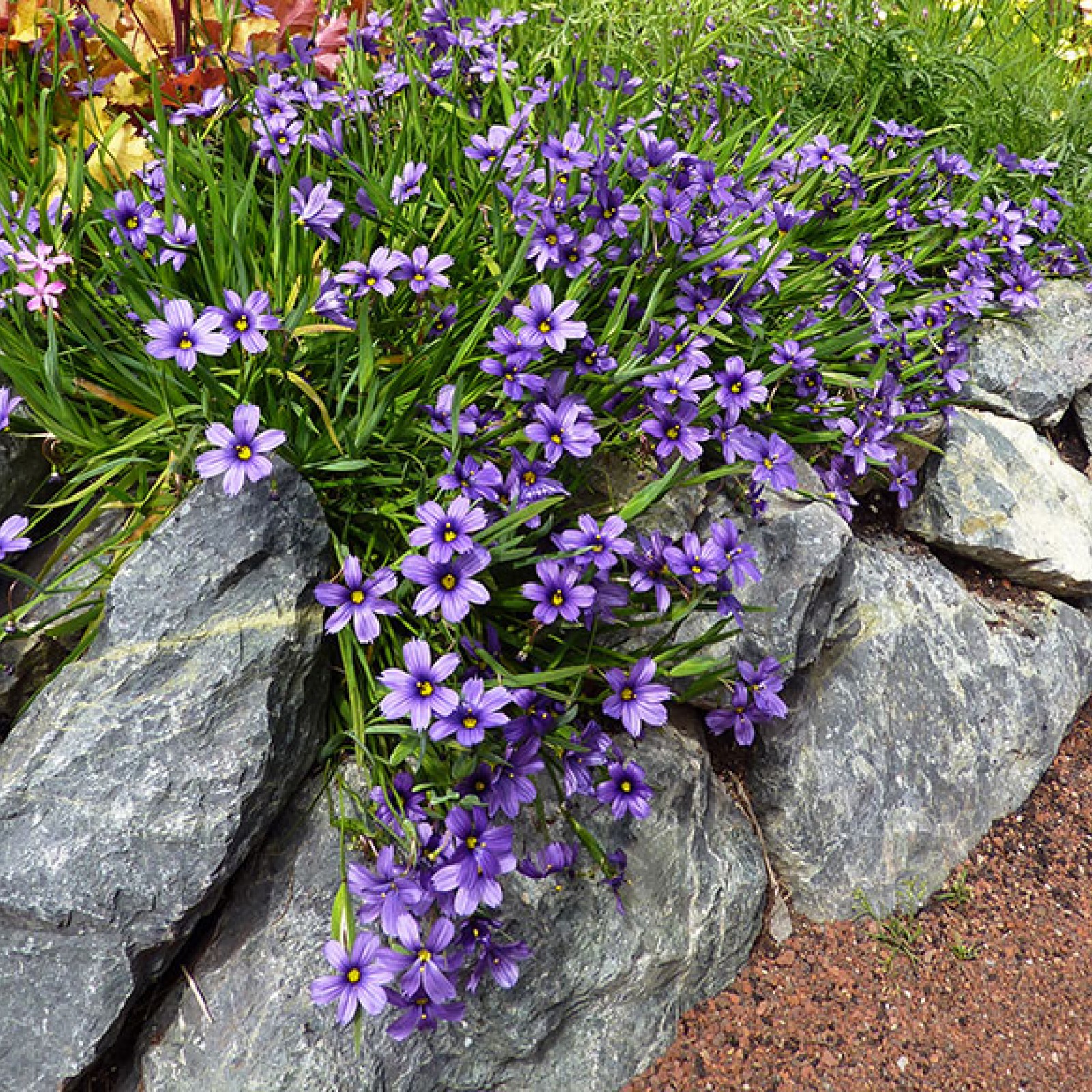 Sisyrinchium-visoki - Rasadnik „Jelena”