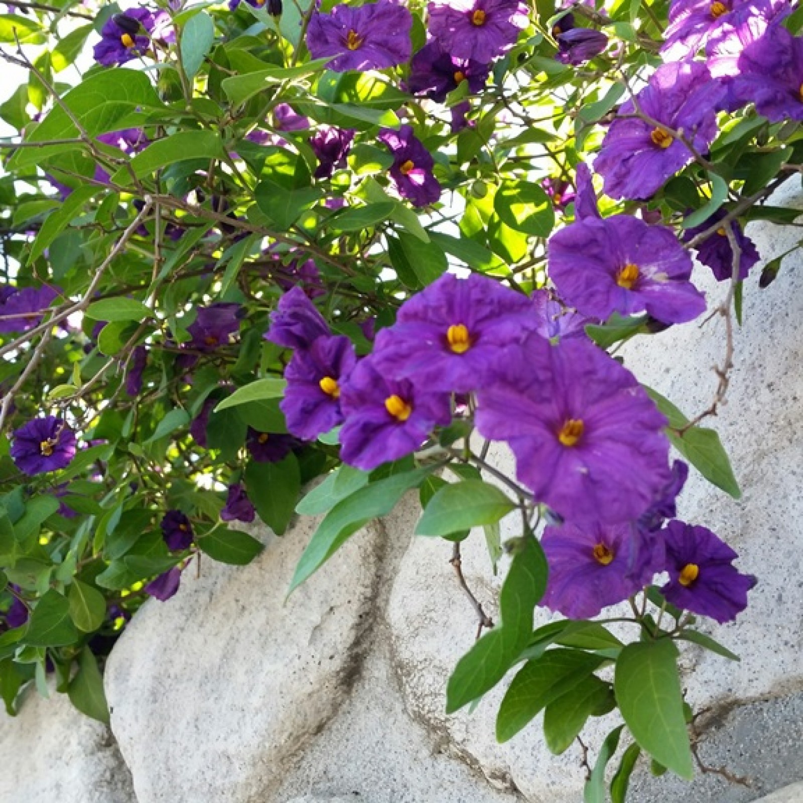 Solanum rantonnetti 'Royal Robe' - Rasadnik „Jelena”