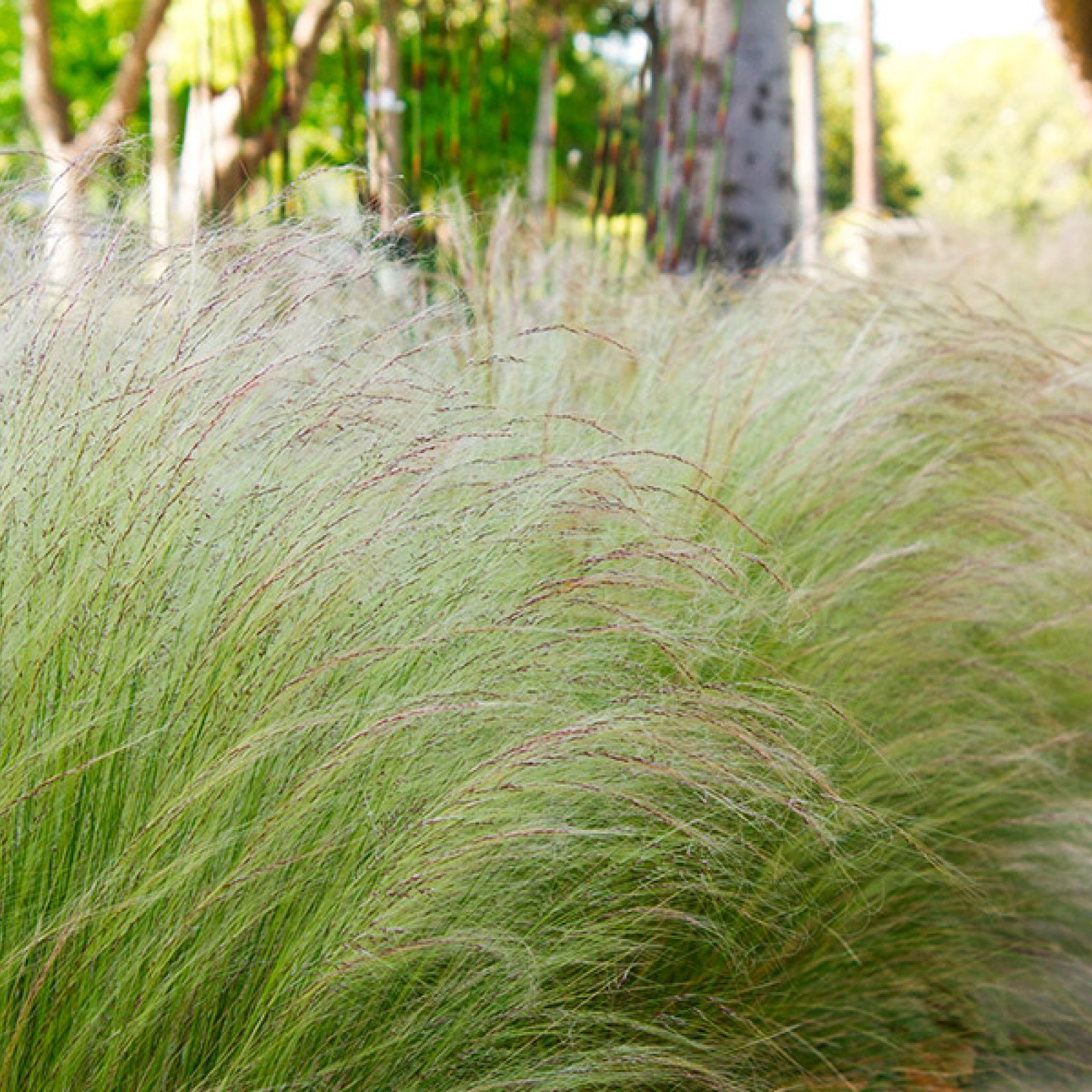 STIPA TENUISSIMA - Rasadnik „Jelena”