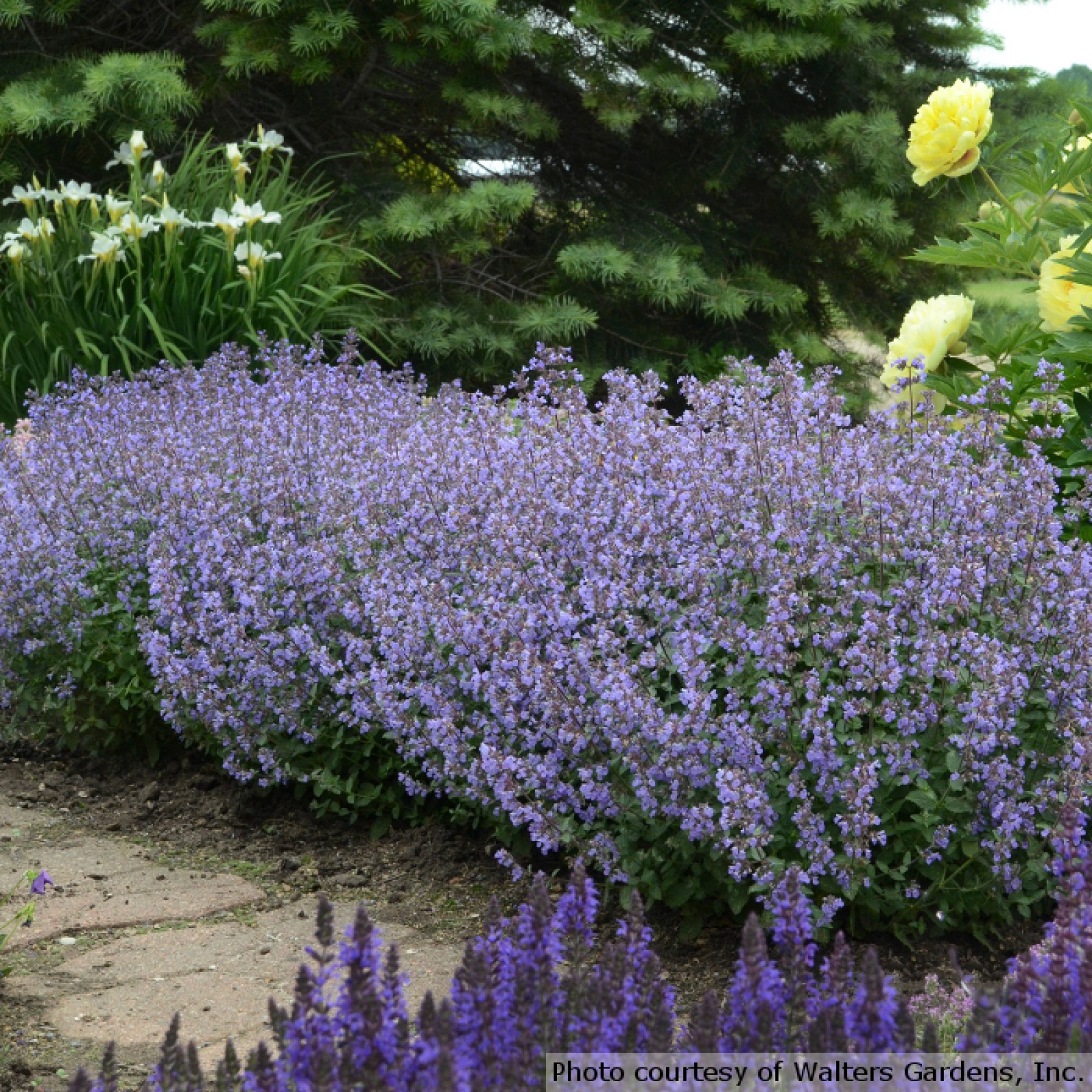 Nepeta - Rasadnik „Jelena”
