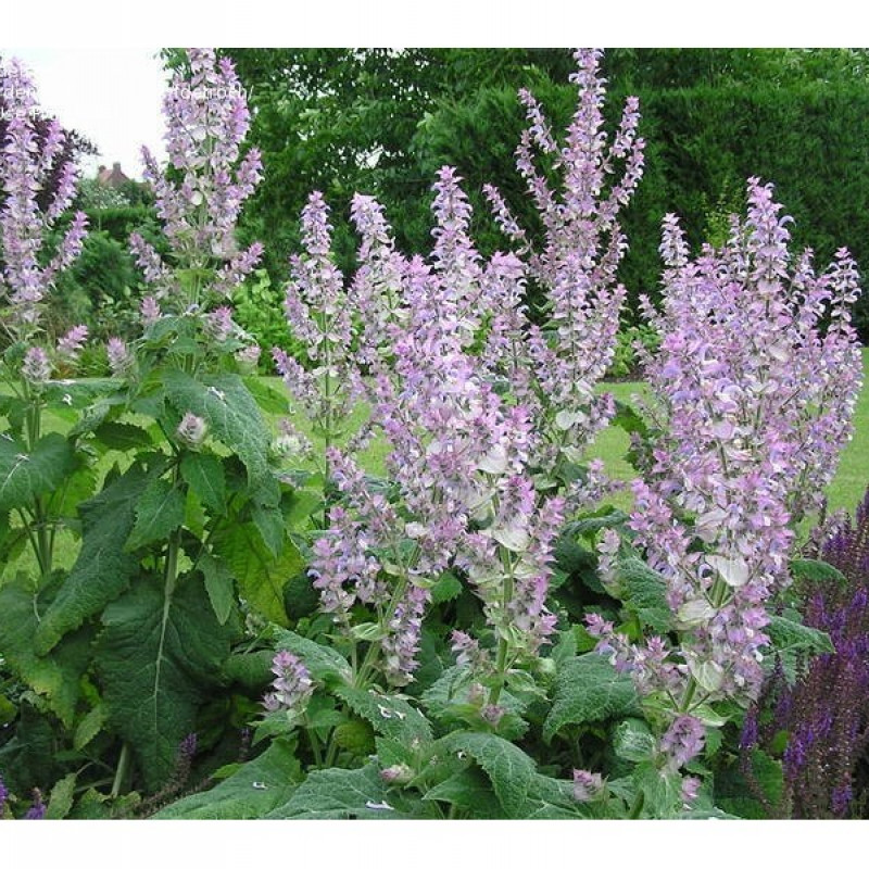 Muscantna salvia - Salvia sclarea - Rasadnik „Jelena”
