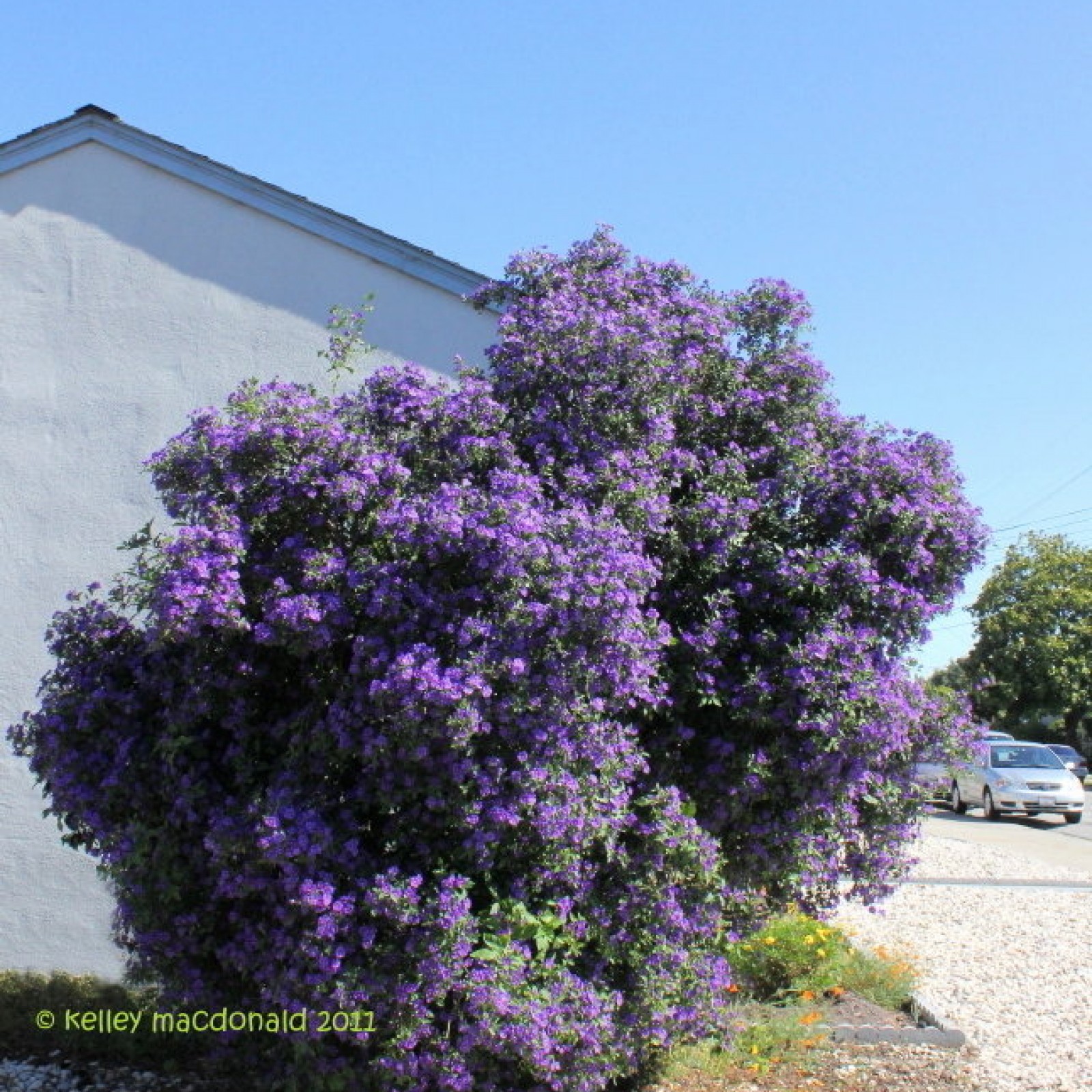 Solanum rantonnetti 'Royal Robe' - Rasadnik „Jelena”