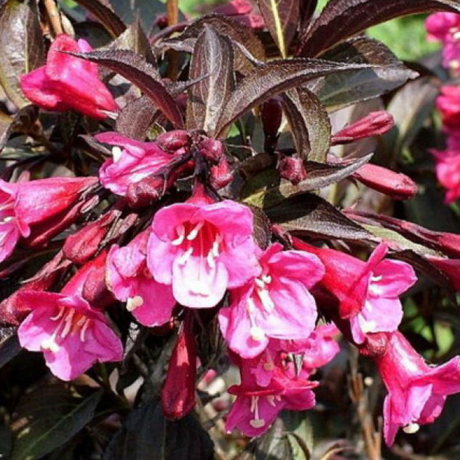 Weigela florida "Alexandra" - Rasadnik „Jelena”