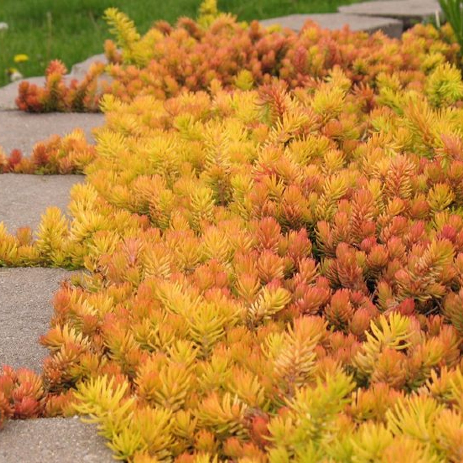 SEDUM RUPESTRE „ANGELINA“ - Rasadnik „Jelena”