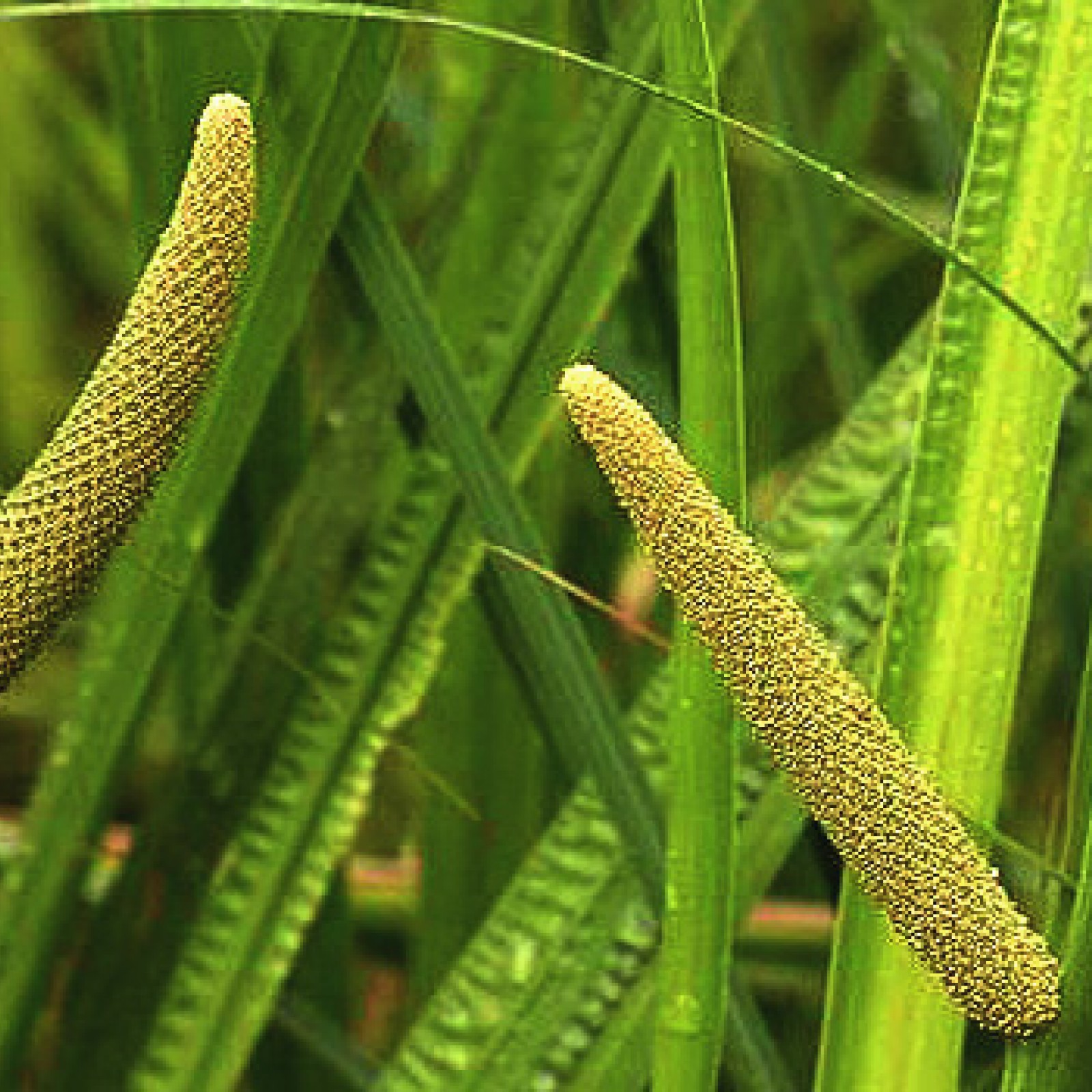 Acorus calamus - Rasadnik „Jelena”